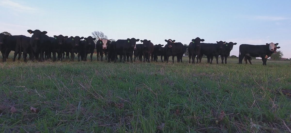 cropped-1-cattle-low-profile.jpg – Grass Fed Beef Texas